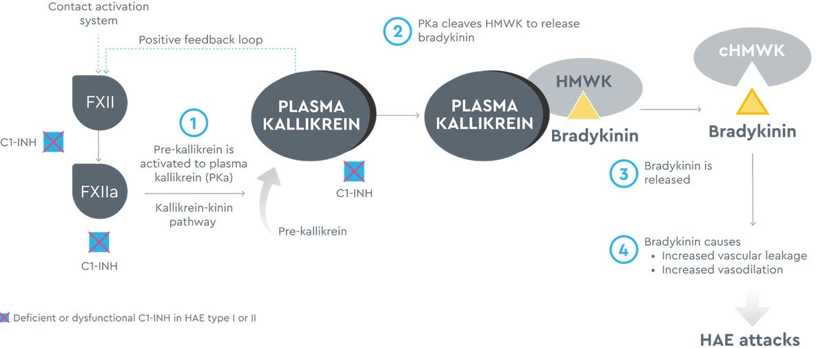 Mechanism of Action | TAKHZYRO® (lanadelumab-flyo)